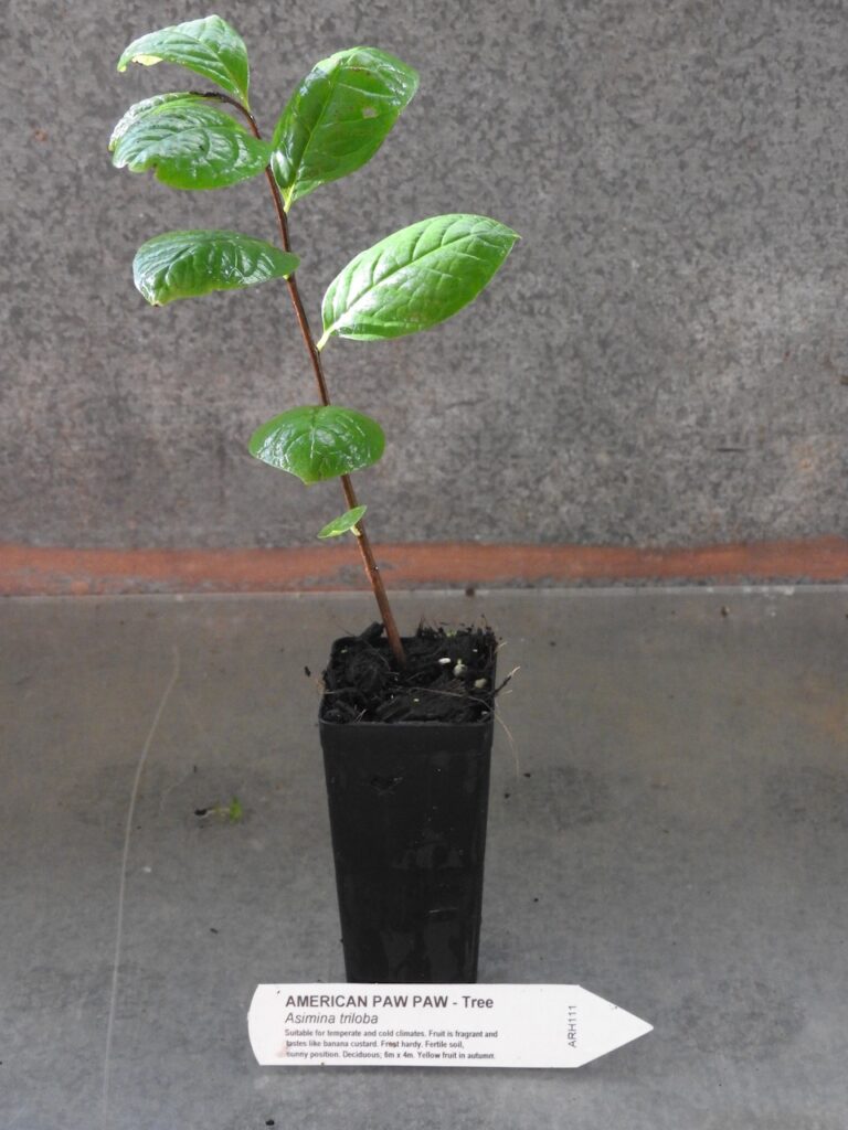 American Paw Paw plant | Asimina triloba - All Rare Herbs