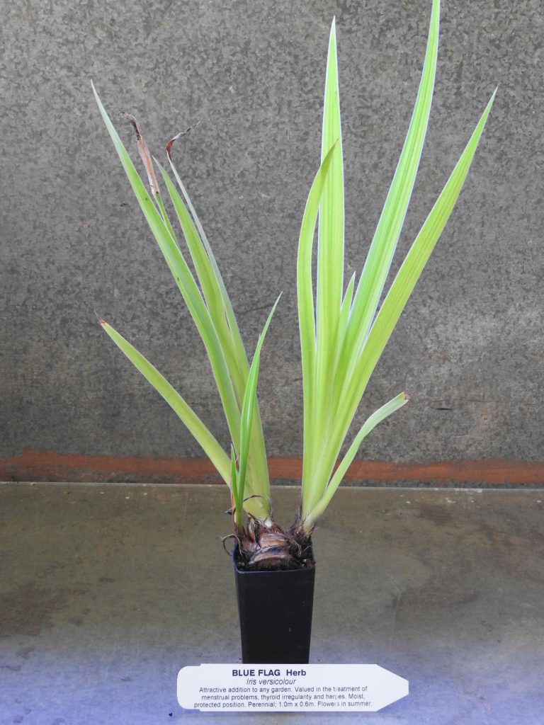 Blue Flag plant | Iris versicolour - All Rare Herbs