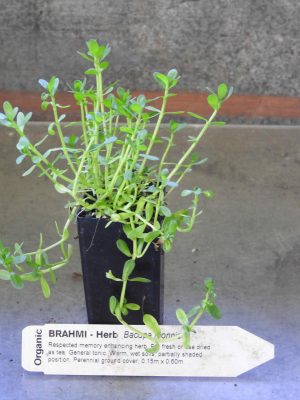 Brahmi plant | Bacopa monniera - All Rare Herbs