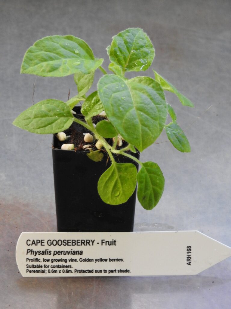 Cape Gooseberry plant | Physalis angulata - All Rare Herbs