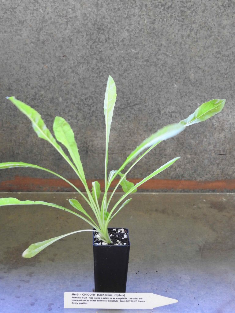 Chicory plant | Cichorium intybus - All Rare Herbs