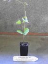 Chinese Wild Yam plant | All Rare Herbs