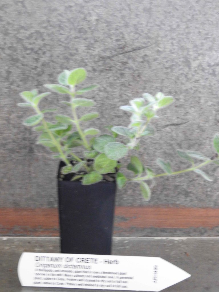 Dittany plant | Origanum dictamnus - All Rare Herbs