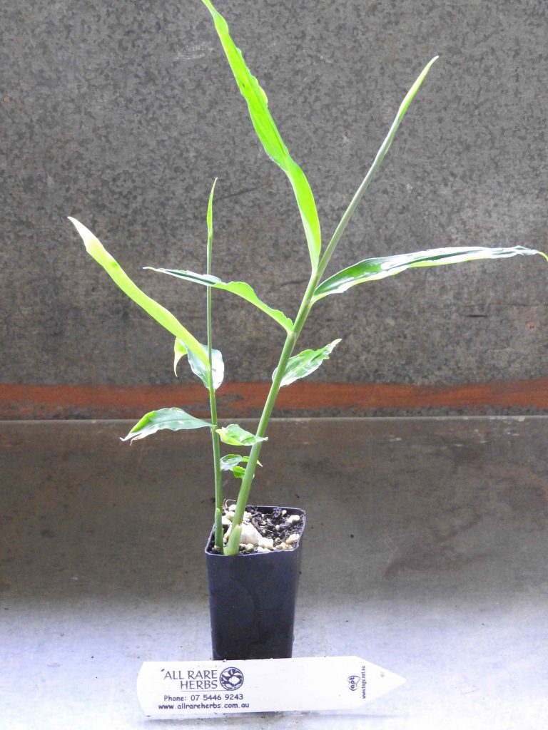 Ginger plant | Zingiber officinale - All Rare Herbs