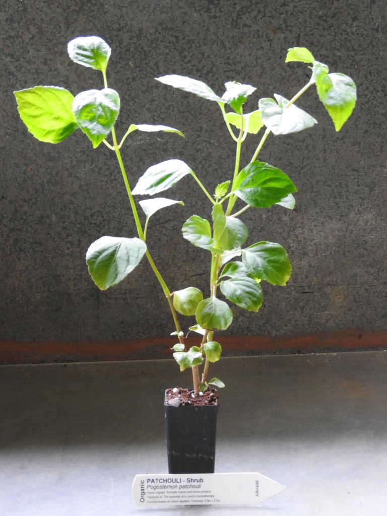 Patchouli plant | Pogostemon patchouli - All Rare Herbs