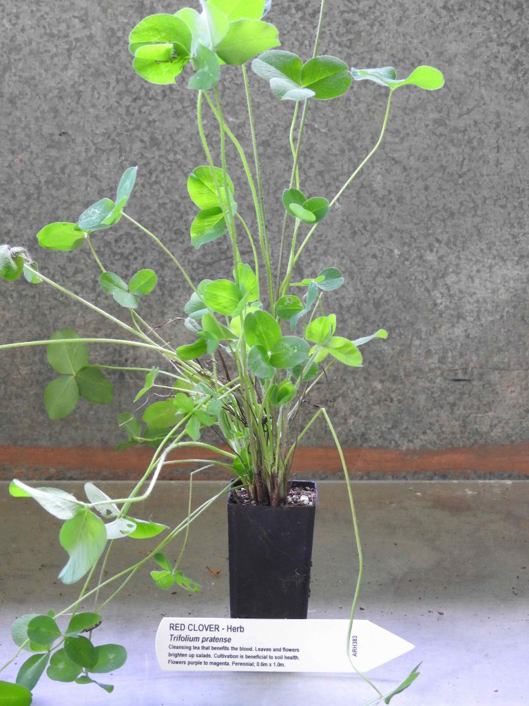 Red Clover plant | Trifolium pratense - All Rare Herbs