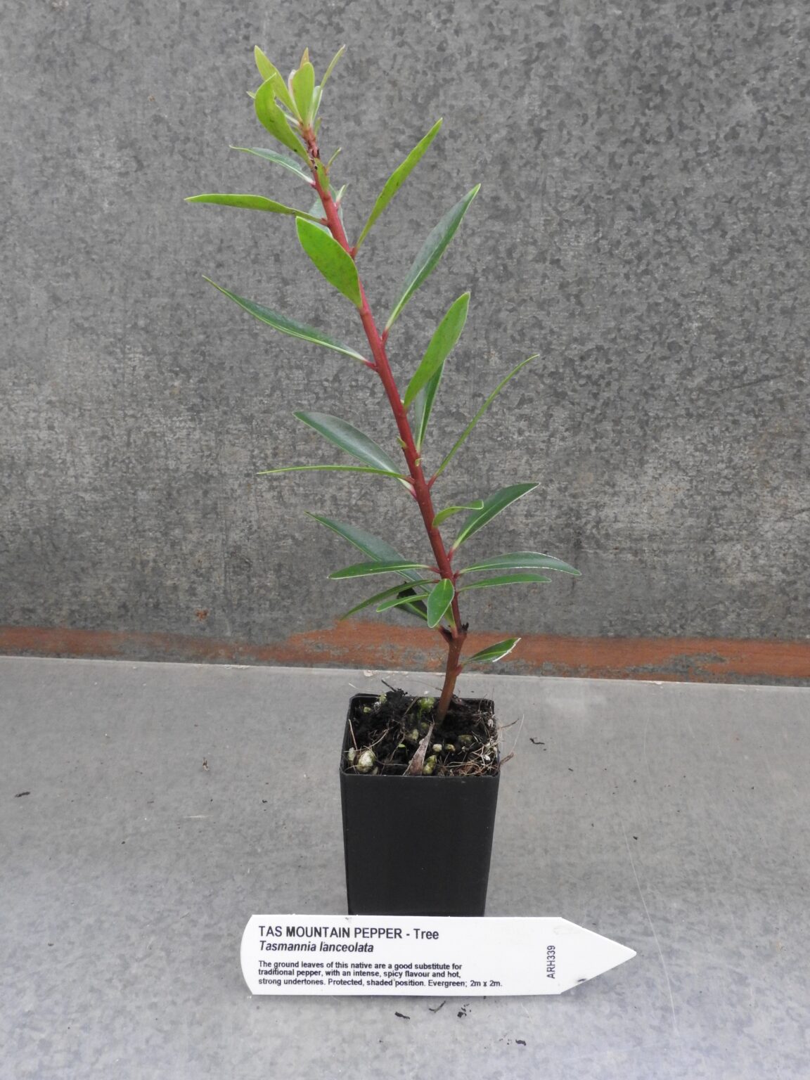 Tasmanian Mountain Pepper plant | Tasmannia lanceolata - ,All Rare Herbs