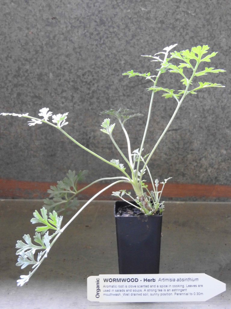 Wormwood plant | Artemisia absinthium - All Rare Herbs