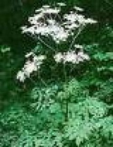 Dong Quai plant | Angelica sinensis - All Rare Herbs