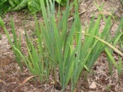 Calamus, root cuttings (Unavailable This Season) | All Rare Herbs