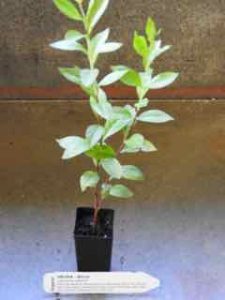 Henna plant | Lawsonia inermis - All Rare Herbs
