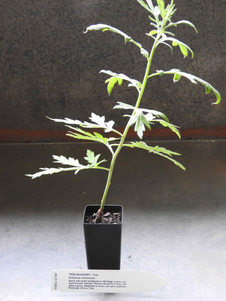 Tree Mugwort plant \ Artemisia verlotorum - All Rare Herbs