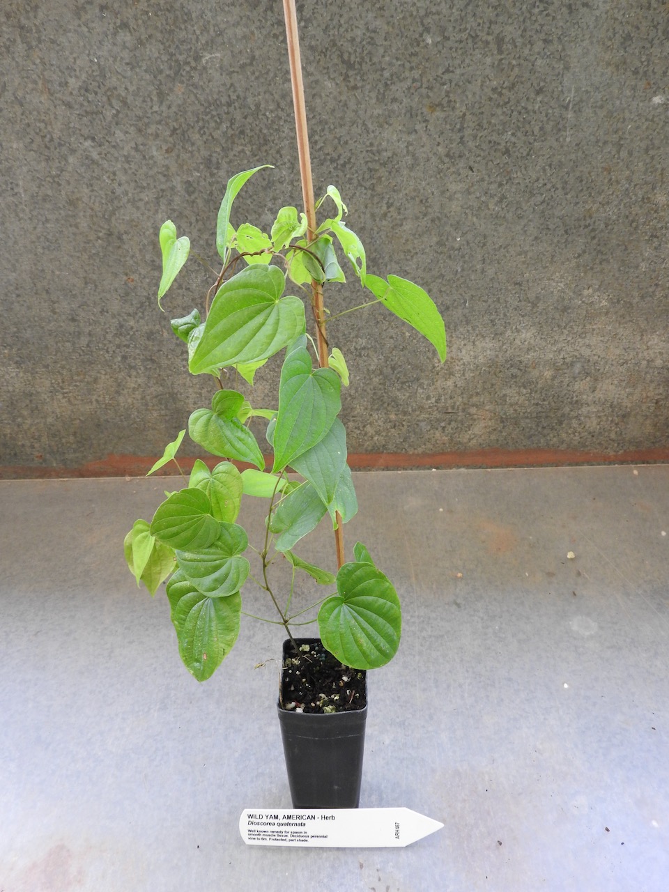 American Wild Yam plant | Dioscorea quaternata - All Rare Herbs