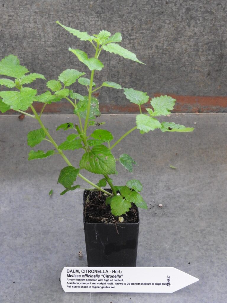Citronella Balm plant | Melissa officinalis "Citronella" - All Rare Herbs