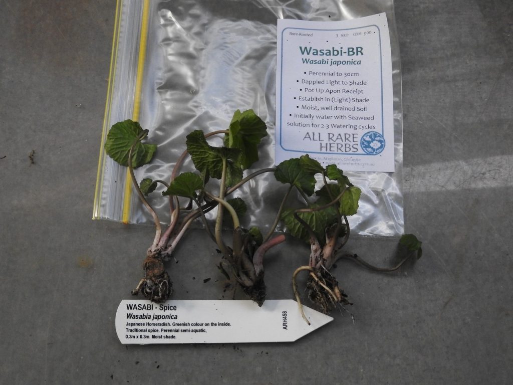 Wasabi offsets | All Rare Herbs