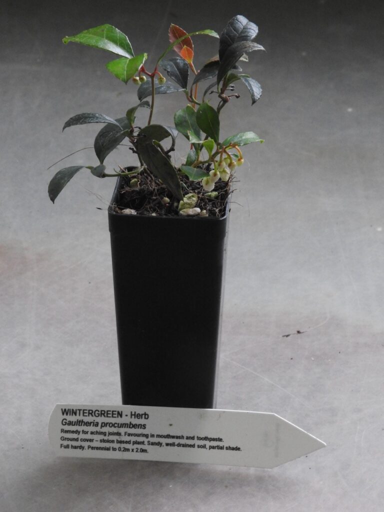 Wintergreen plant | Gaultheria procumbens - All Rare Herbs